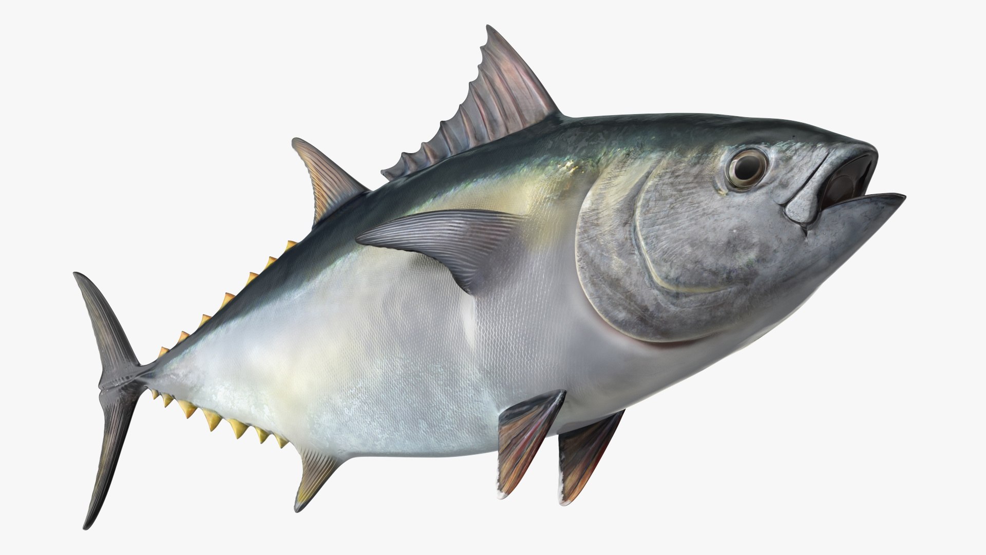 3D Bluefin Tuna Rigged Model - TurboSquid 2354640