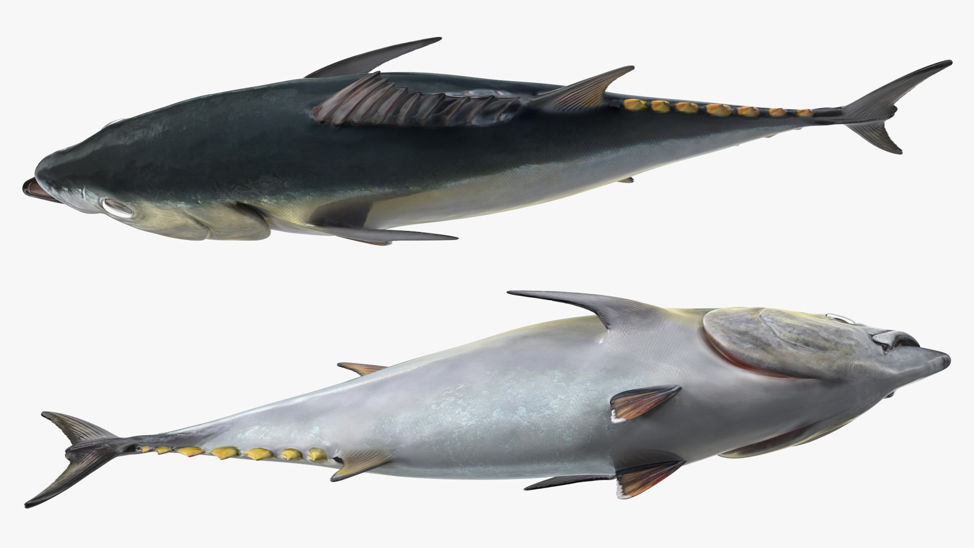 3D Bluefin Tuna Rigged Model - TurboSquid 2354640