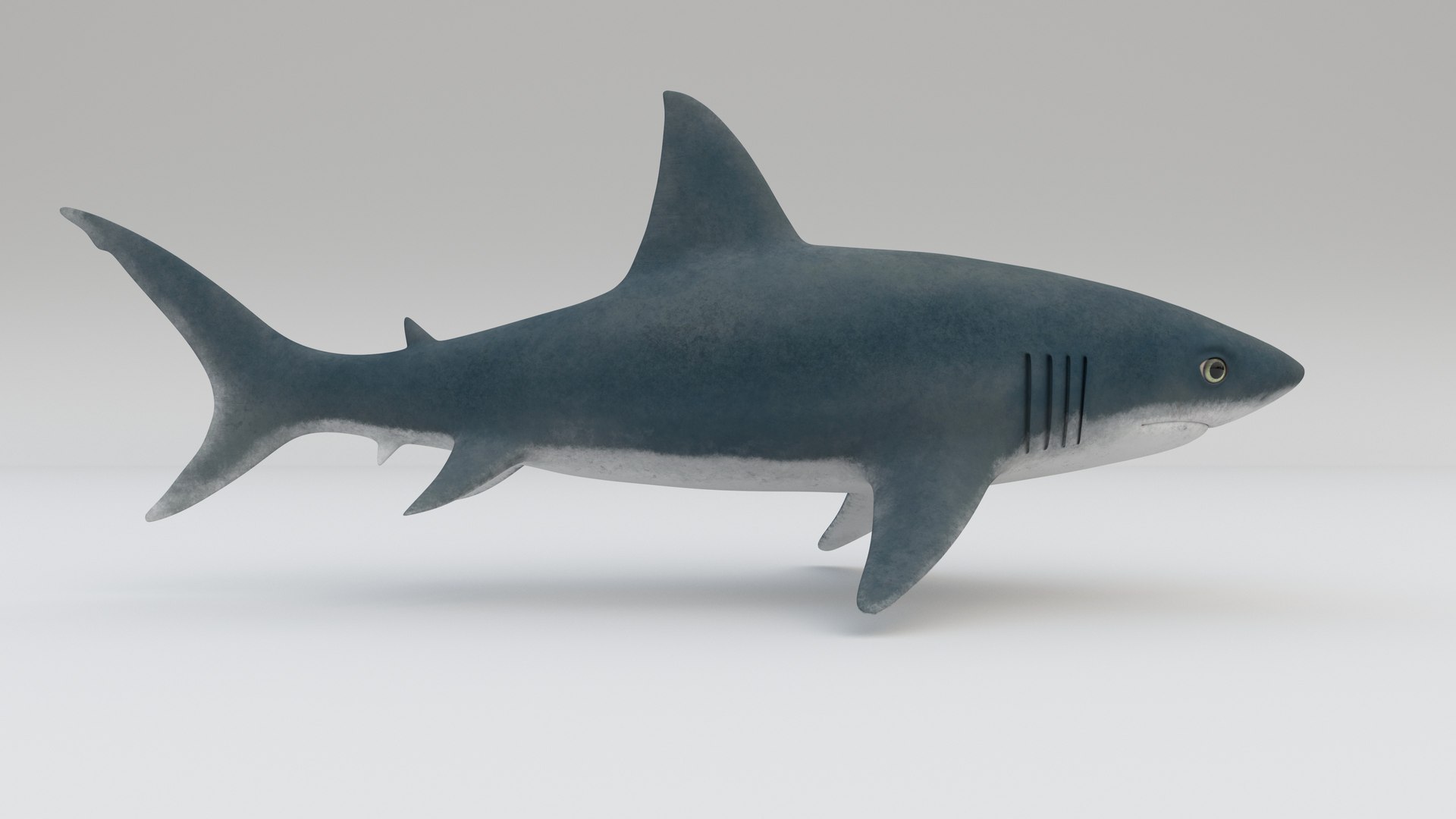 3D Shark ANIMATED - TurboSquid 1986776