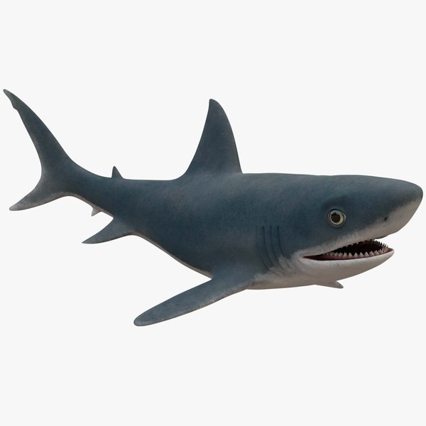 Free 3D Shark Models | TurboSquid