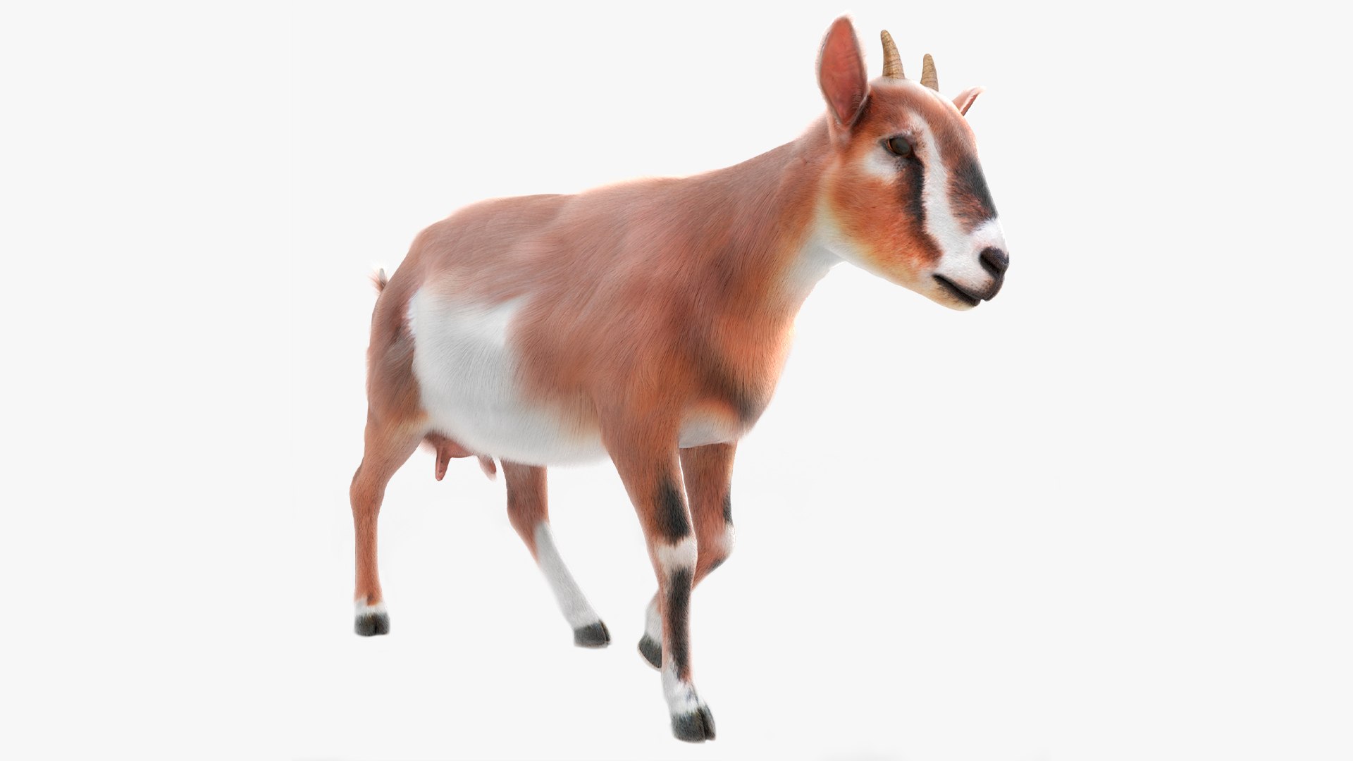 Dairy Goat Fur Rigged For Blender 3D - TurboSquid 2513558