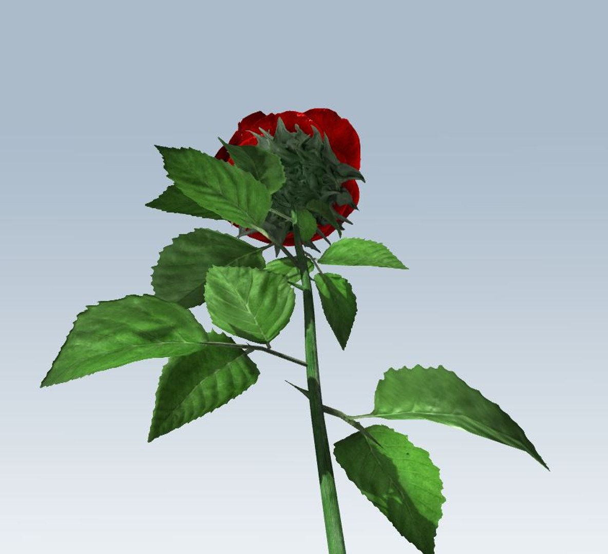 Red rose 3D model - TurboSquid 1355420