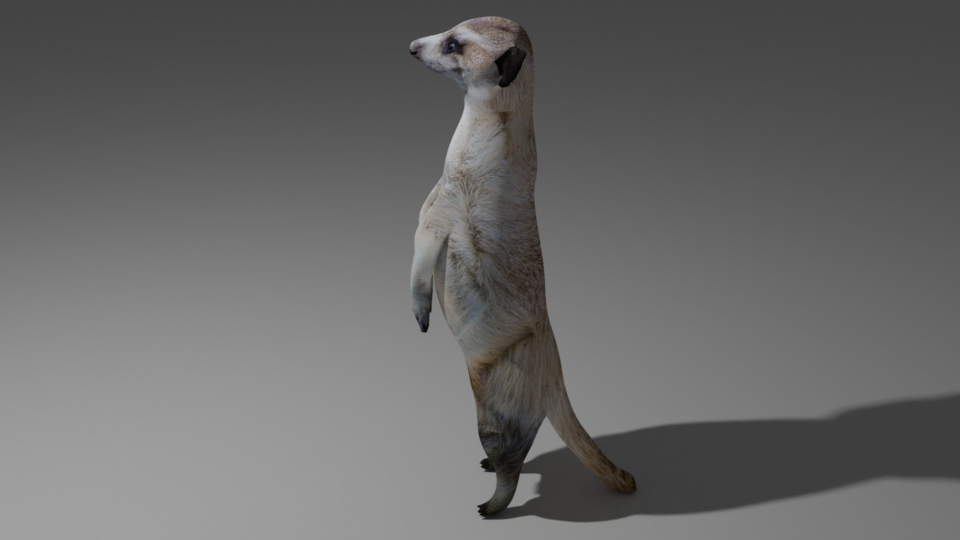 Suricate OBJ Model - TurboSquid 2143878