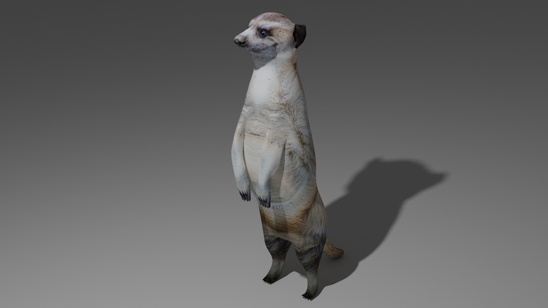 Suricate OBJ Model - TurboSquid 2143878