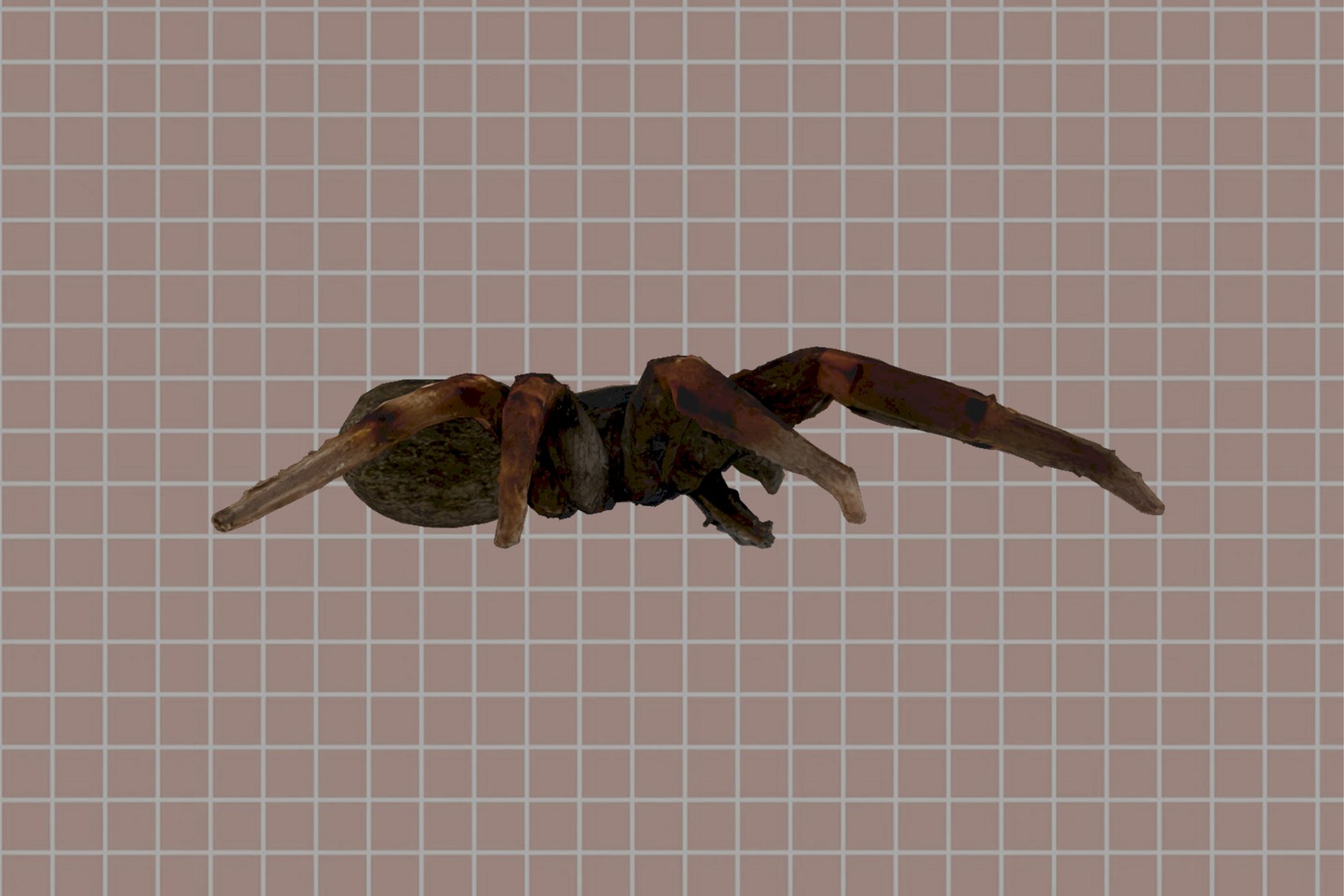 3D Spider Model - TurboSquid 2381335