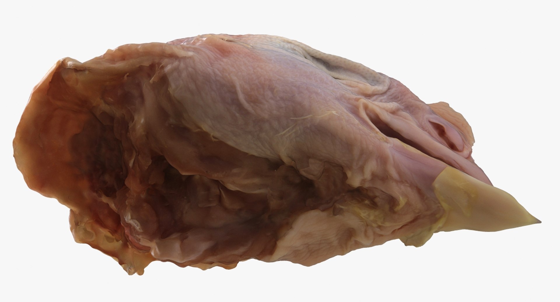 Dead Chicken Head 3d Max