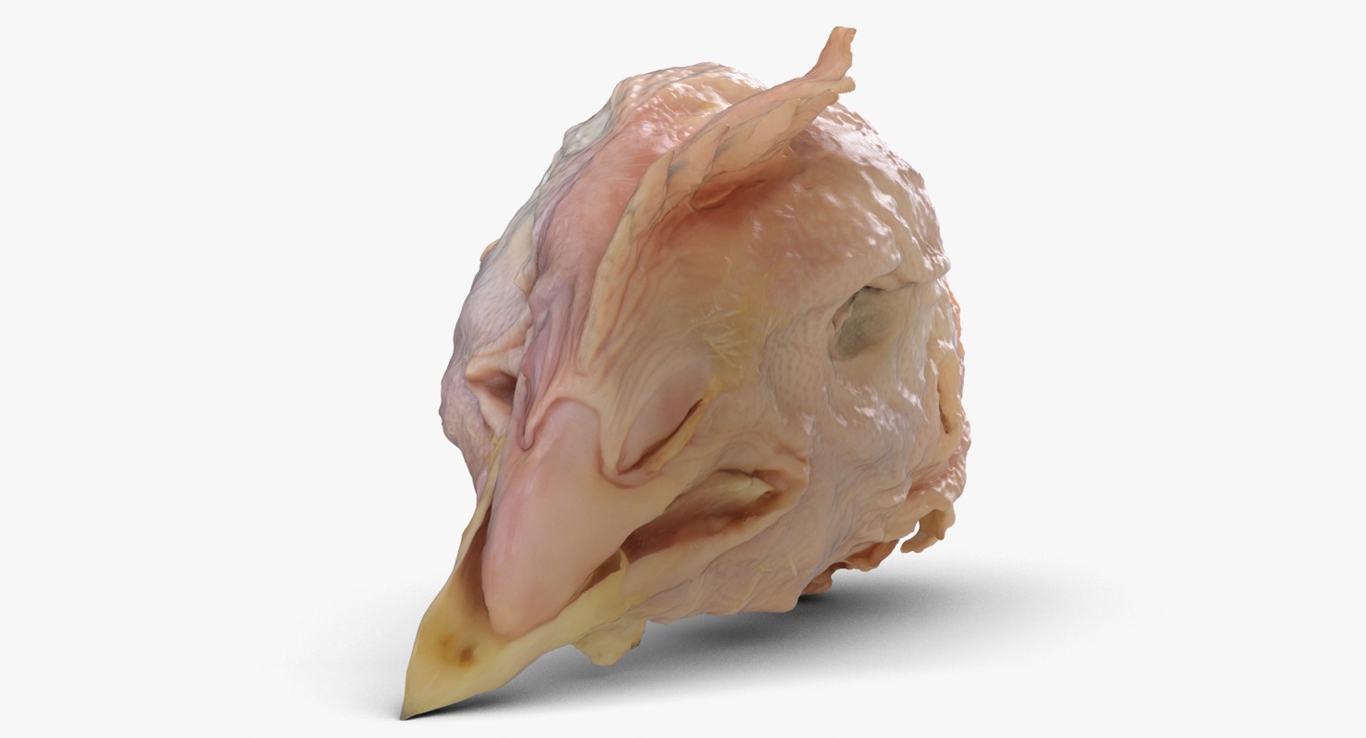 Dead Chicken Head 3d Max