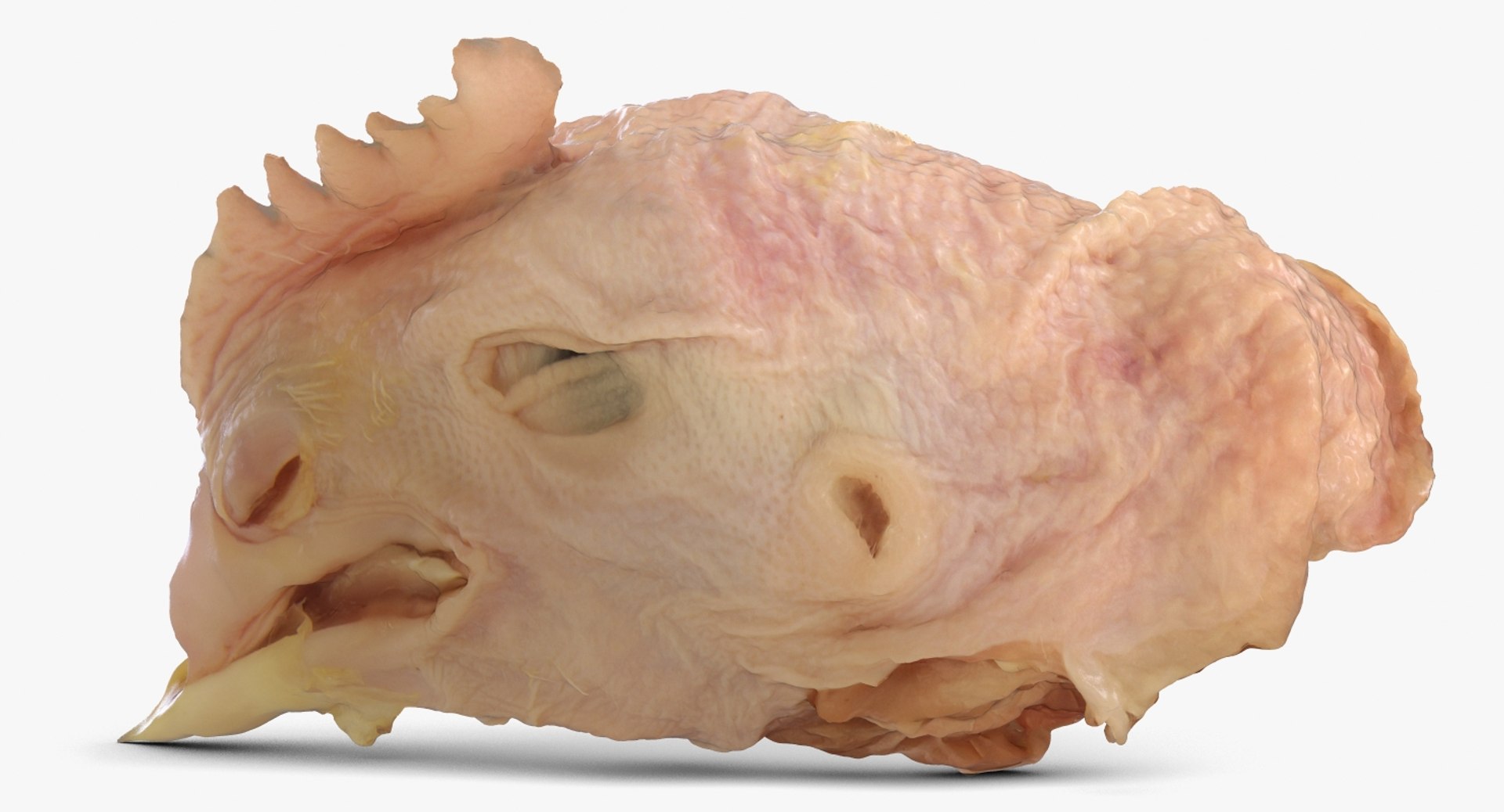 Dead Chicken Head 3d Max