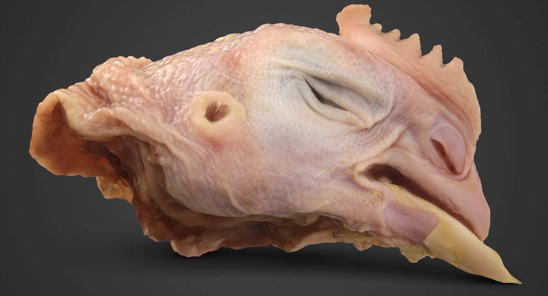 dead chicken head 3d max