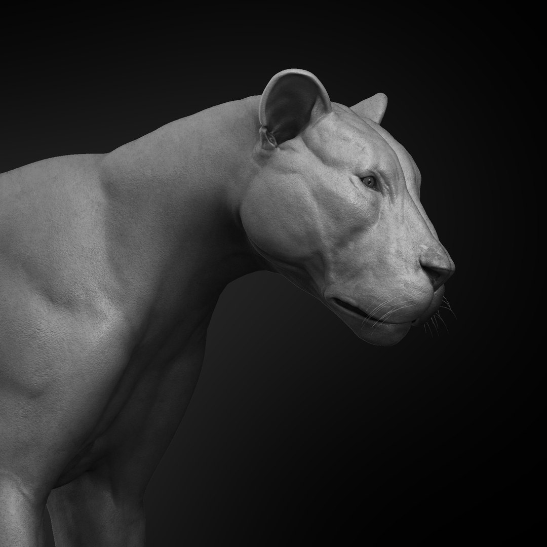 3D Model Lion Anatomy Muscles Skeleton Animal - TurboSquid 1372745