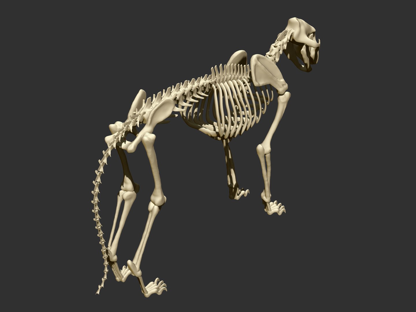 3D Model Lion Anatomy Muscles Skeleton Animal - TurboSquid 1372745