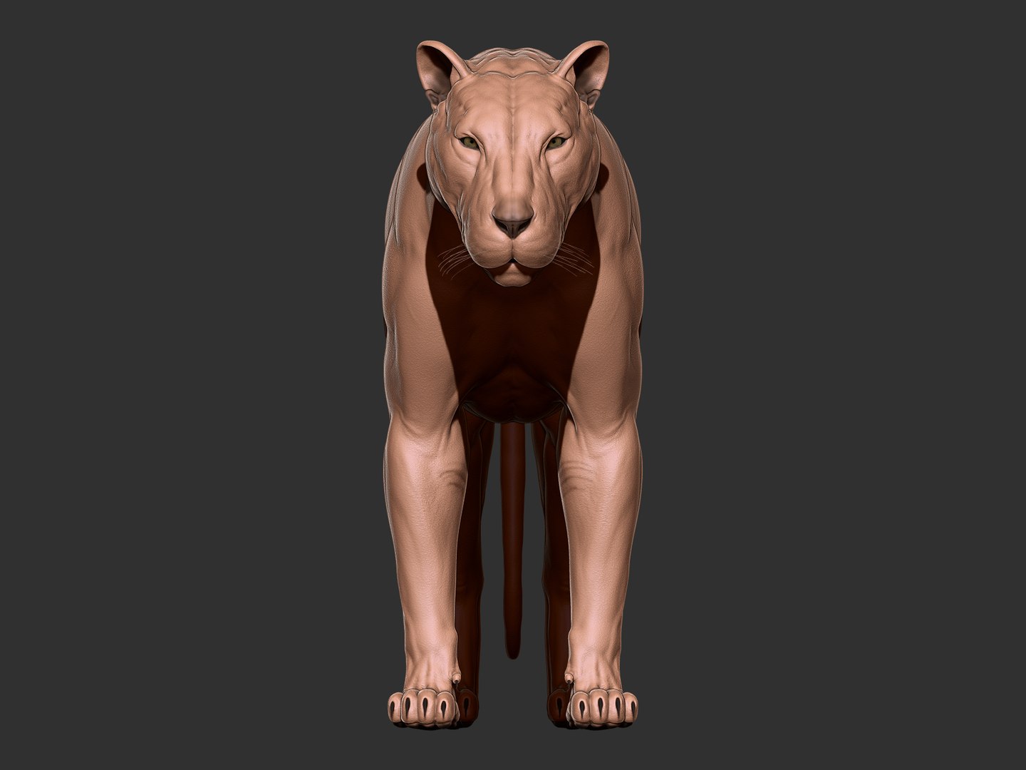 3D Model Lion Anatomy Muscles Skeleton Animal - TurboSquid 1372745