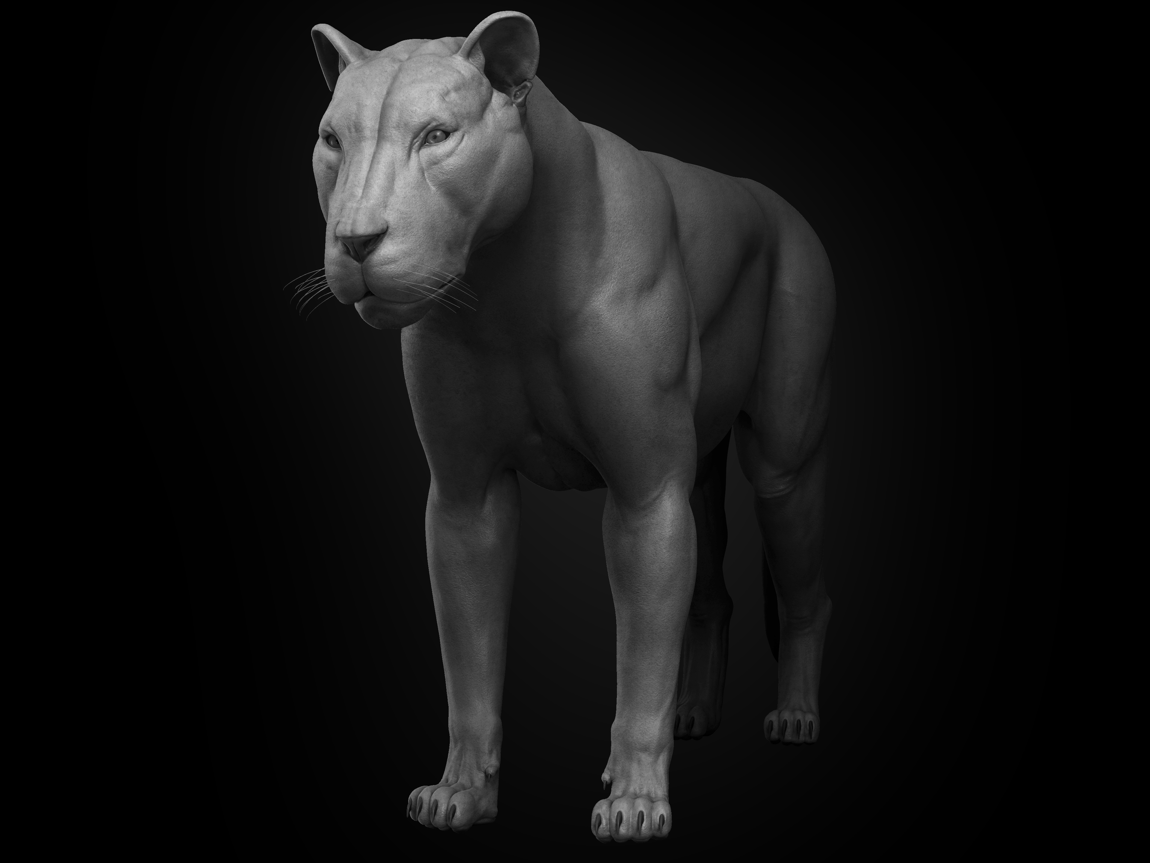 3D model lion anatomy muscles skeleton animal - TurboSquid 1372745