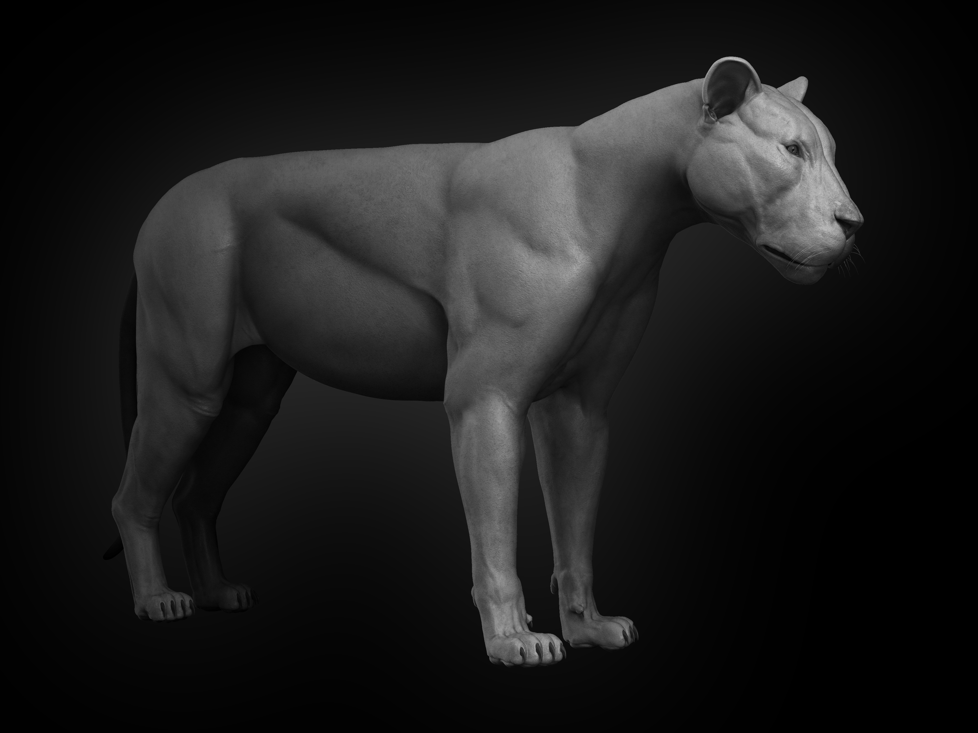 3D model lion anatomy muscles skeleton animal - TurboSquid 1372745