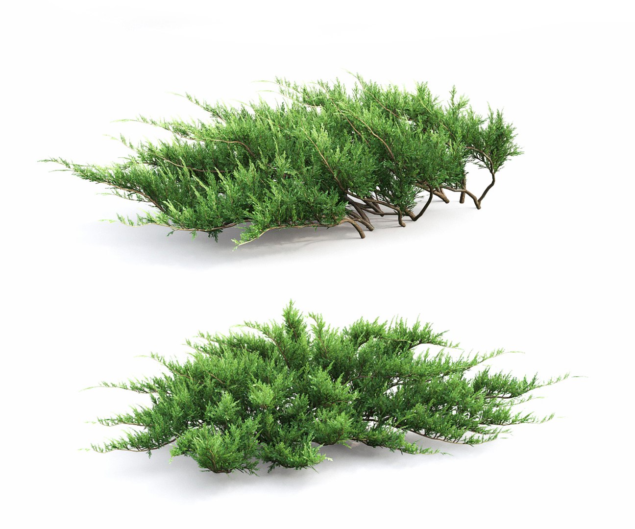 Juniper Bushes 2 Juniperus 3D Model - TurboSquid 1527594