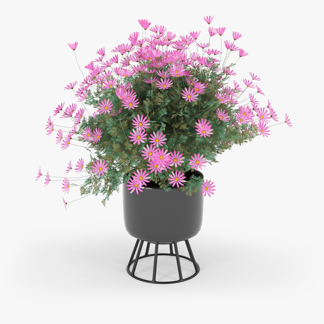 Chamomile 3D Model - TurboSquid 1277571