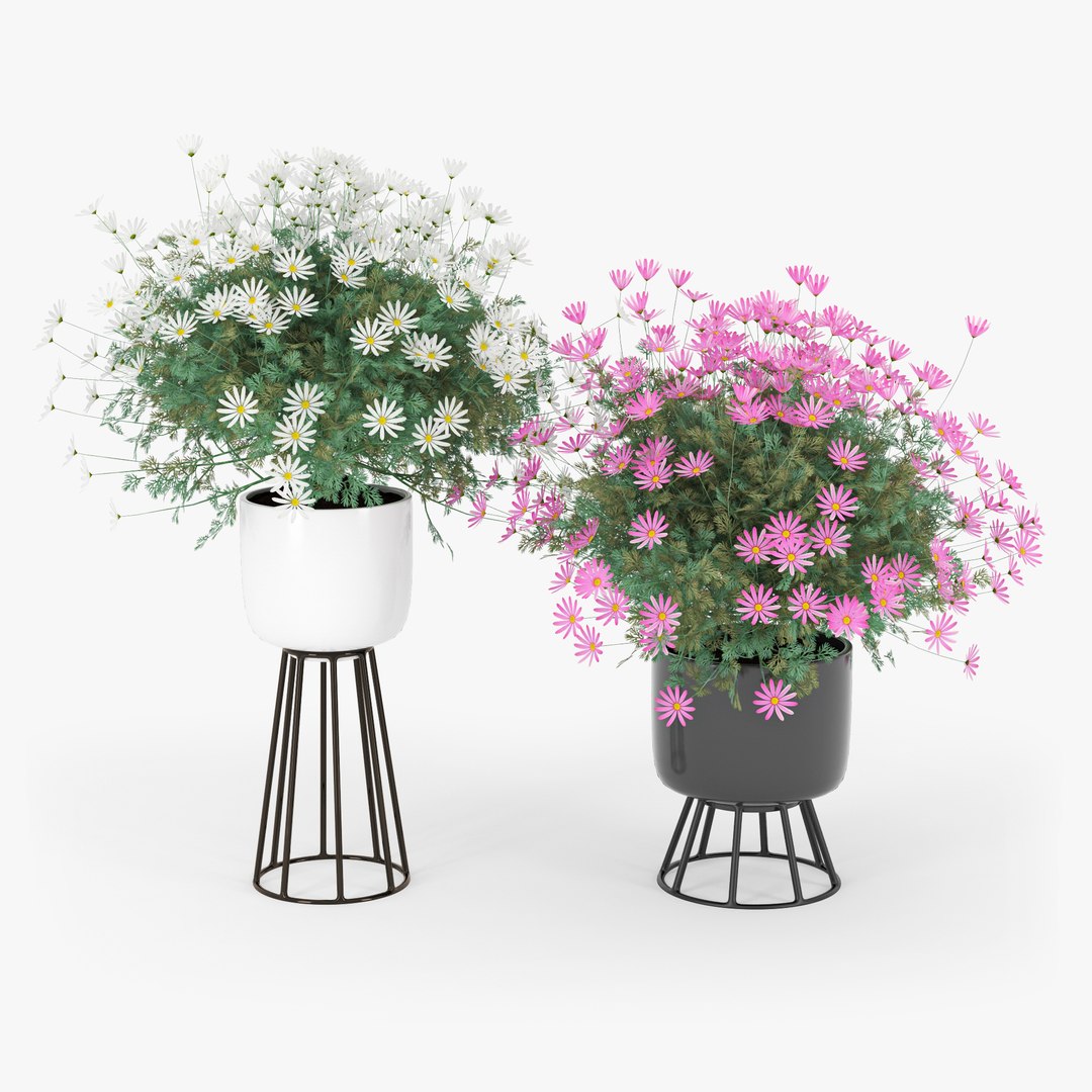 Chamomile 3D Model - TurboSquid 1277571