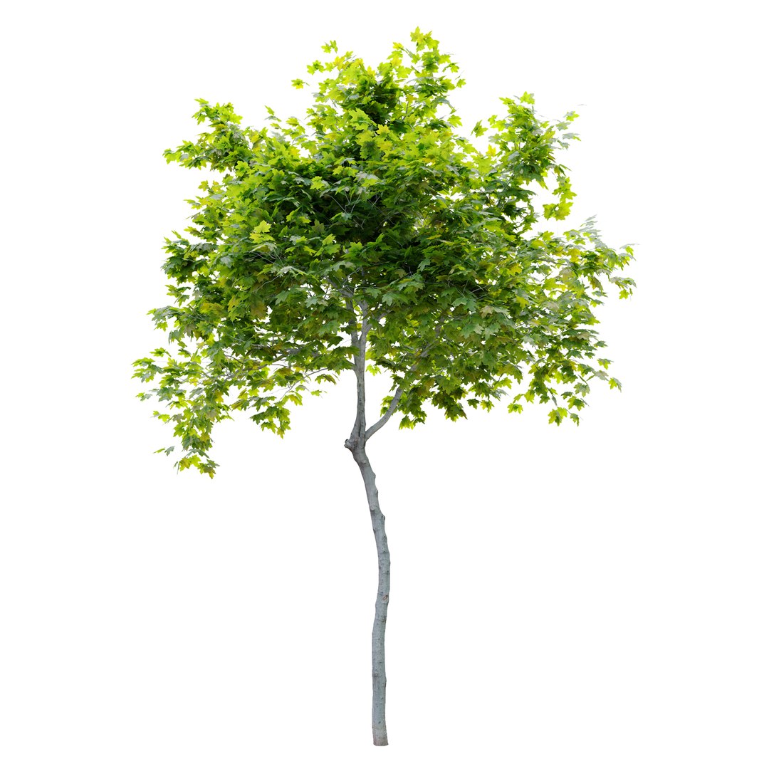 Small Maple Tree 3D Model - TurboSquid 1955016