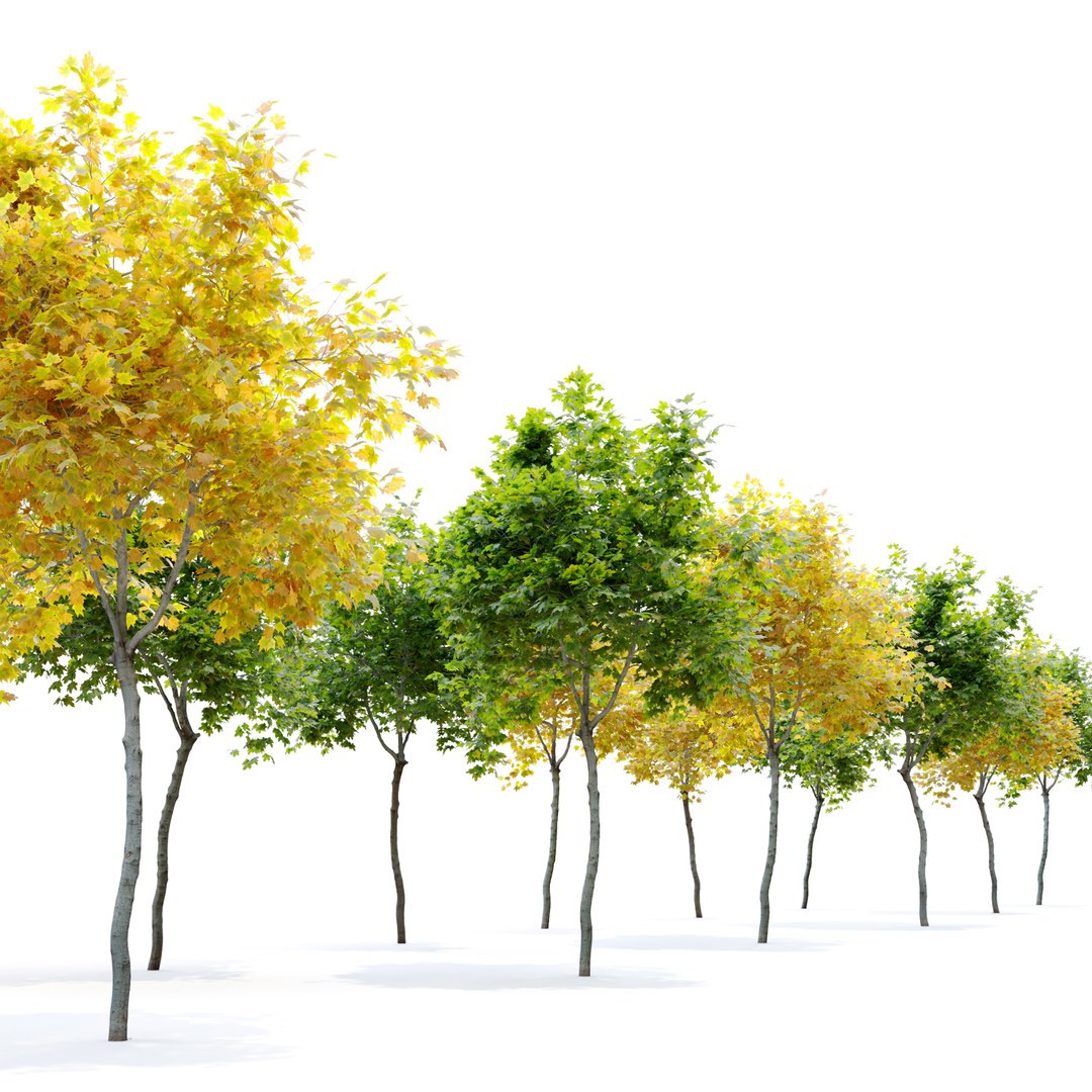 Small Maple Tree 3D Model - TurboSquid 1955016