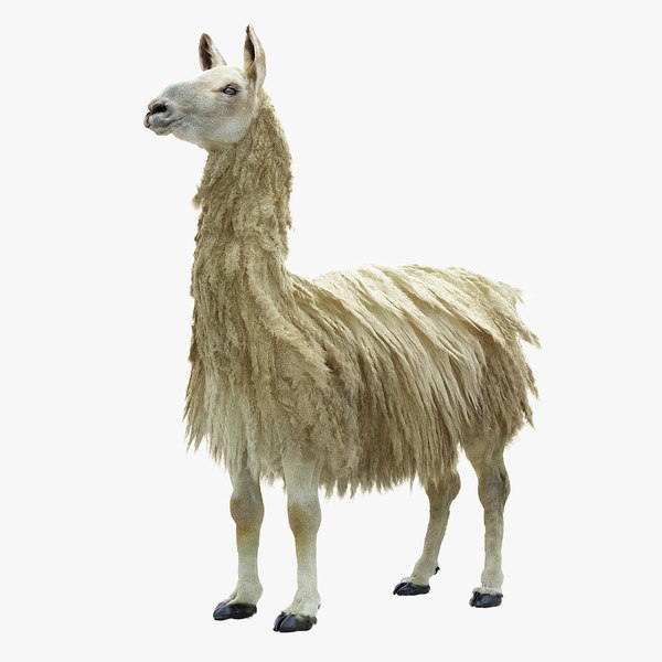 Llama 3D Models for Download | TurboSquid