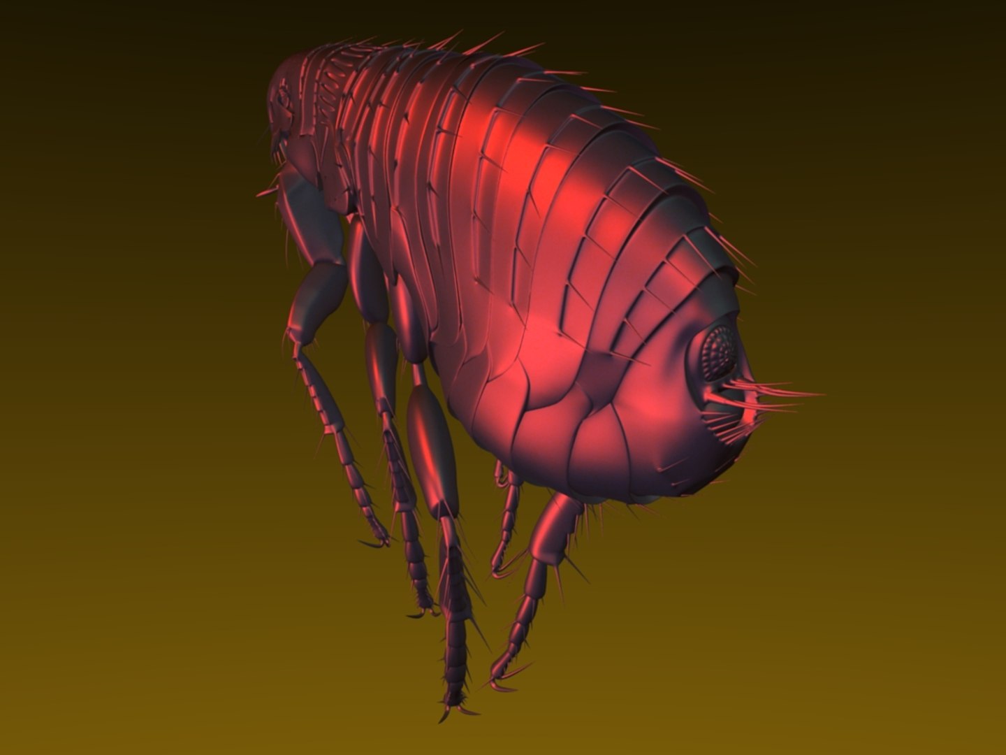 3d Cat Flea