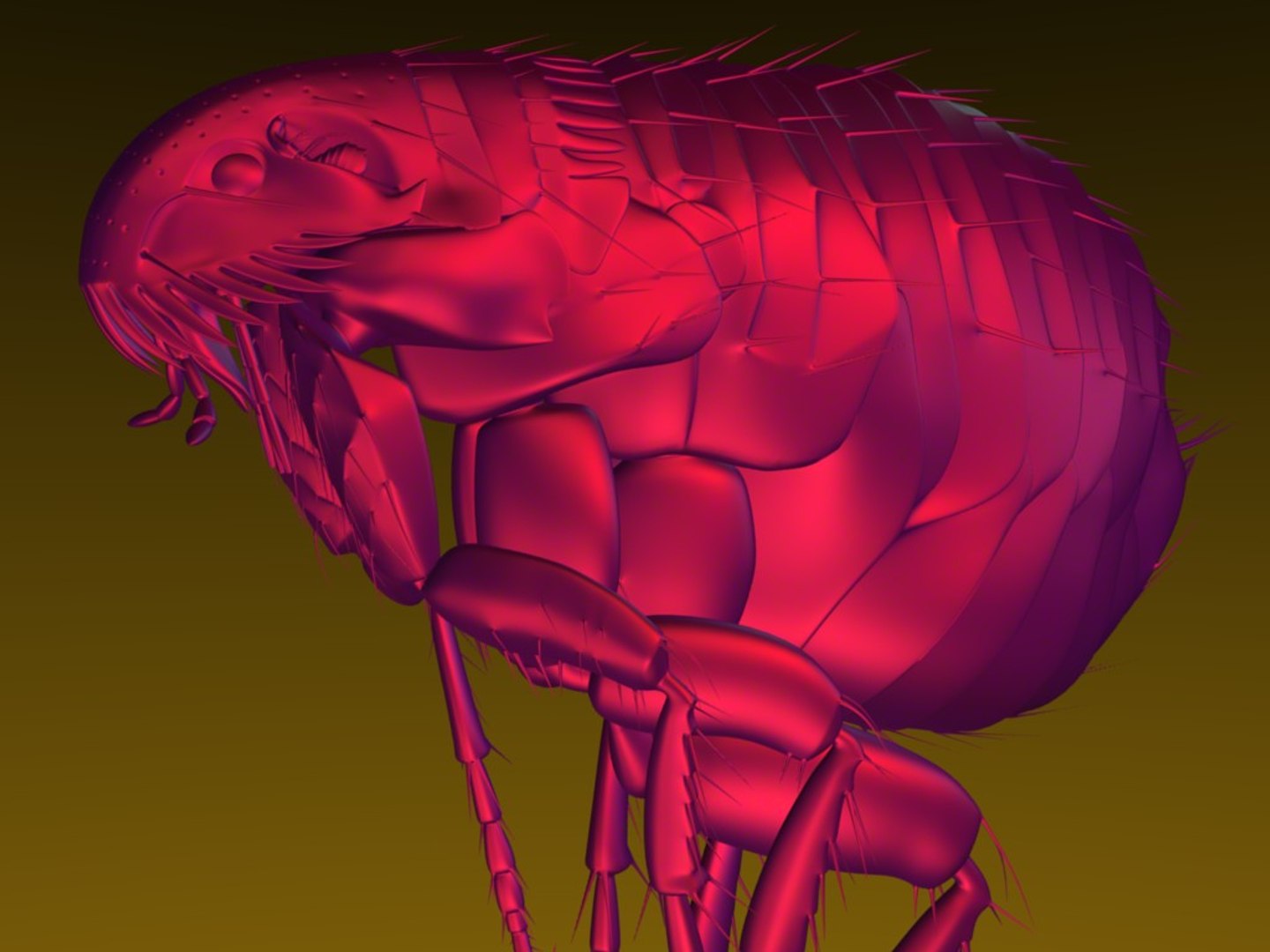 3d Cat Flea