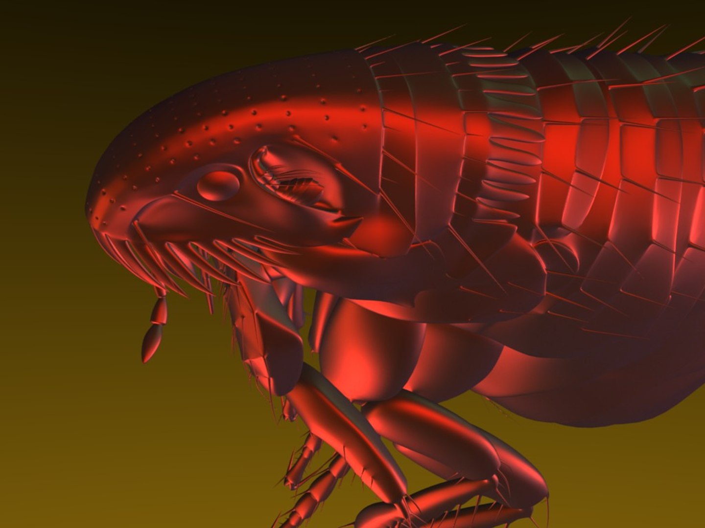 3d Cat Flea