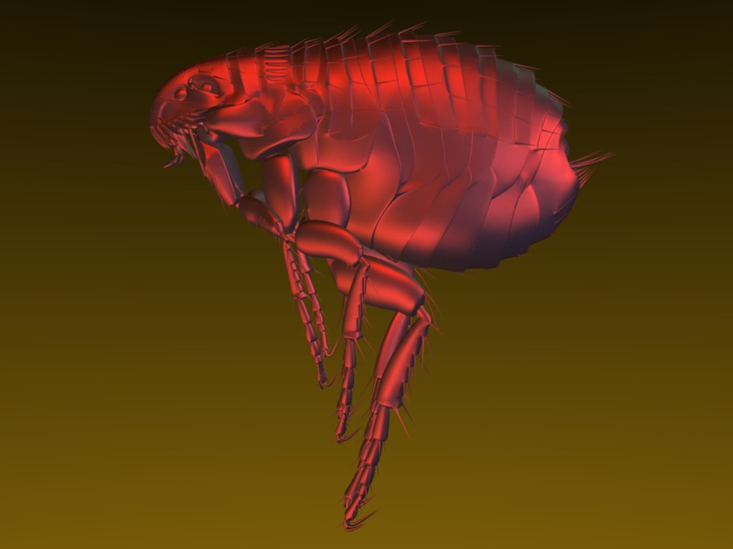 3d Cat Flea