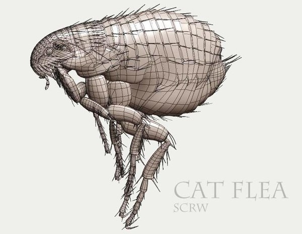 Flea 3D Models for Download | TurboSquid