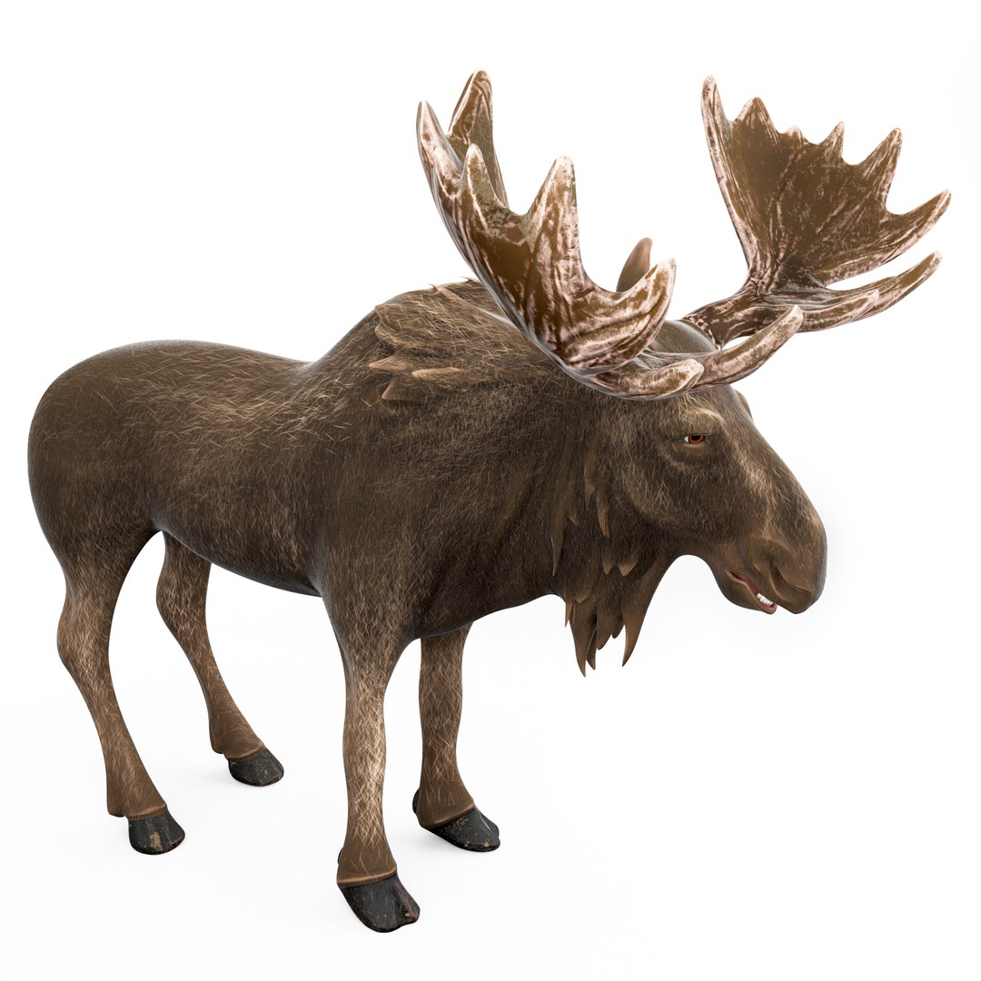 3D Moose Cartoon Model - TurboSquid 1658119