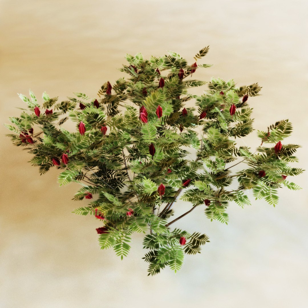 3d Model Sumac Staghorn Rhus Typhina