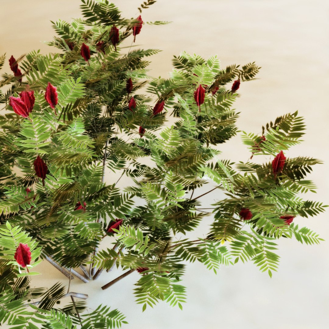 3d Model Sumac Staghorn Rhus Typhina