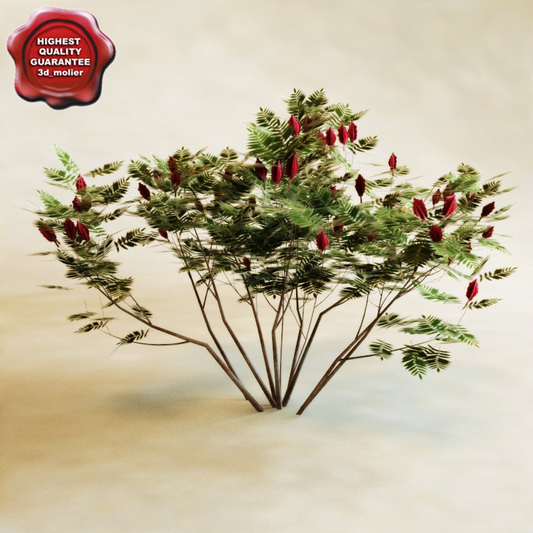 3d Model Sumac Staghorn Rhus Typhina