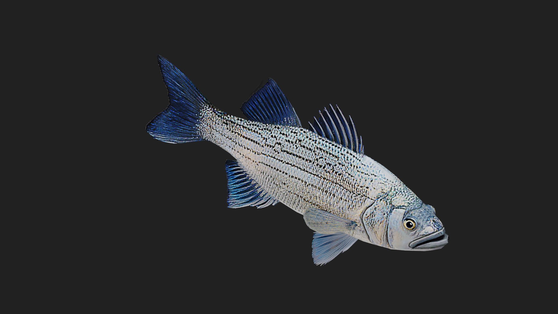 Bass Fish 3D Model - TurboSquid 2123095