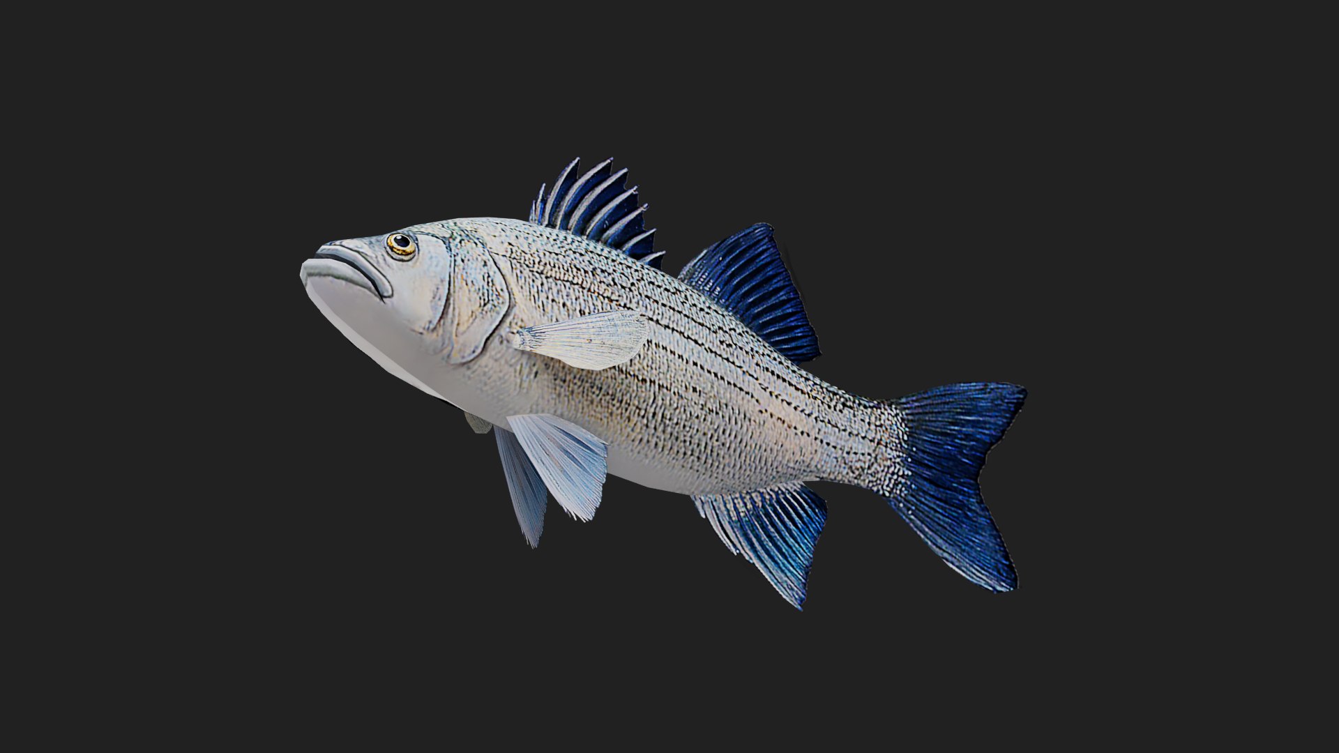 Bass Fish 3D Model - TurboSquid 2123095