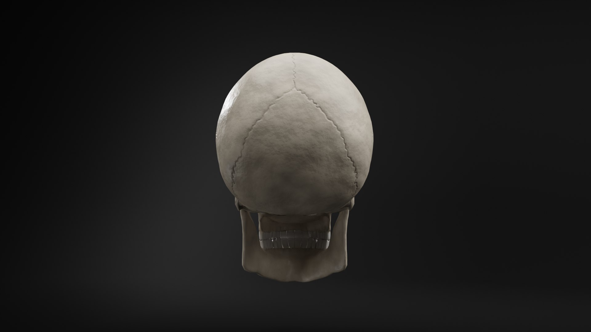 3D Low-Poly Realistic Human Skull Model - TurboSquid 2315348