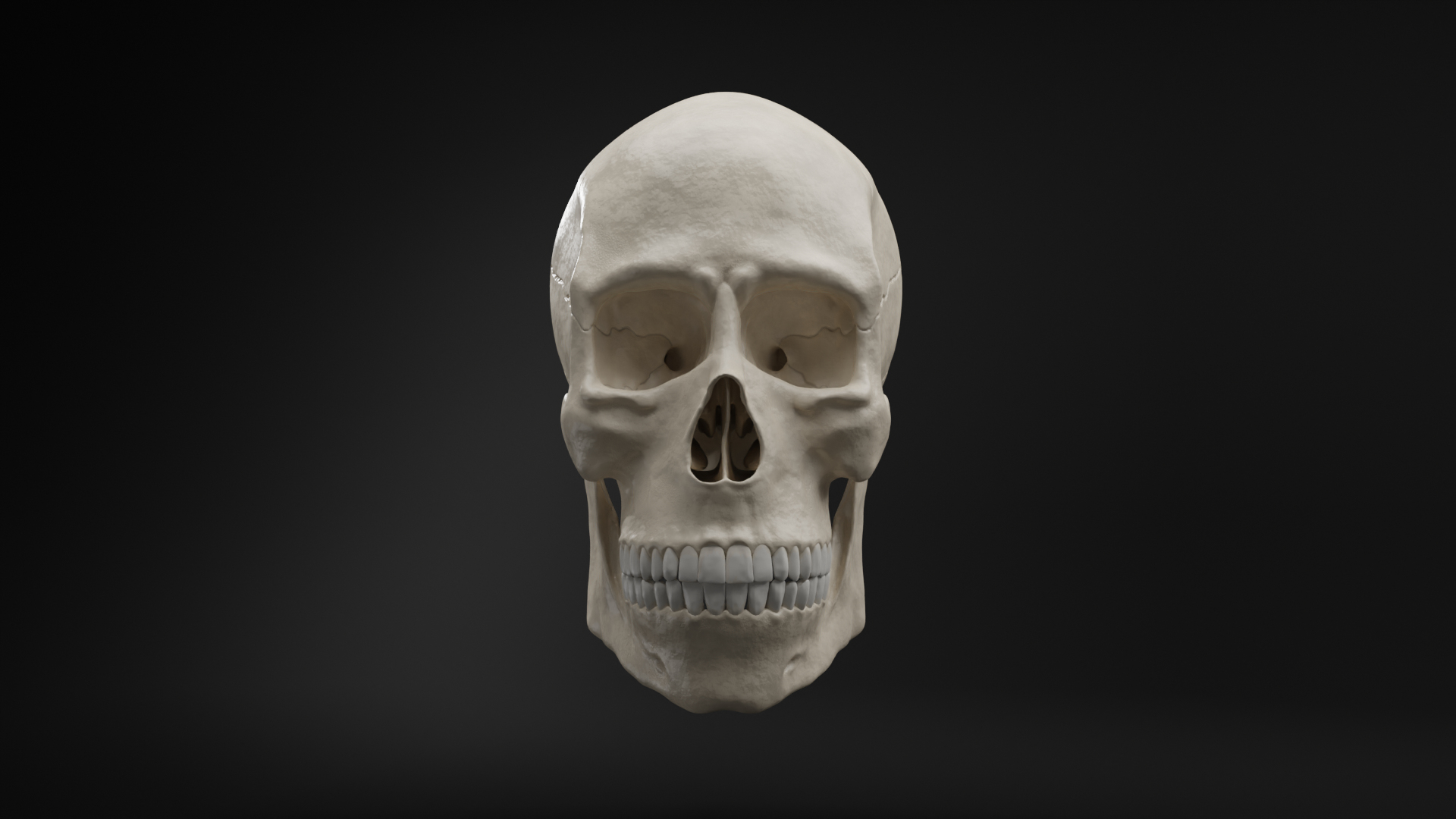 3D Low-Poly Realistic Human Skull Model - TurboSquid 2315348