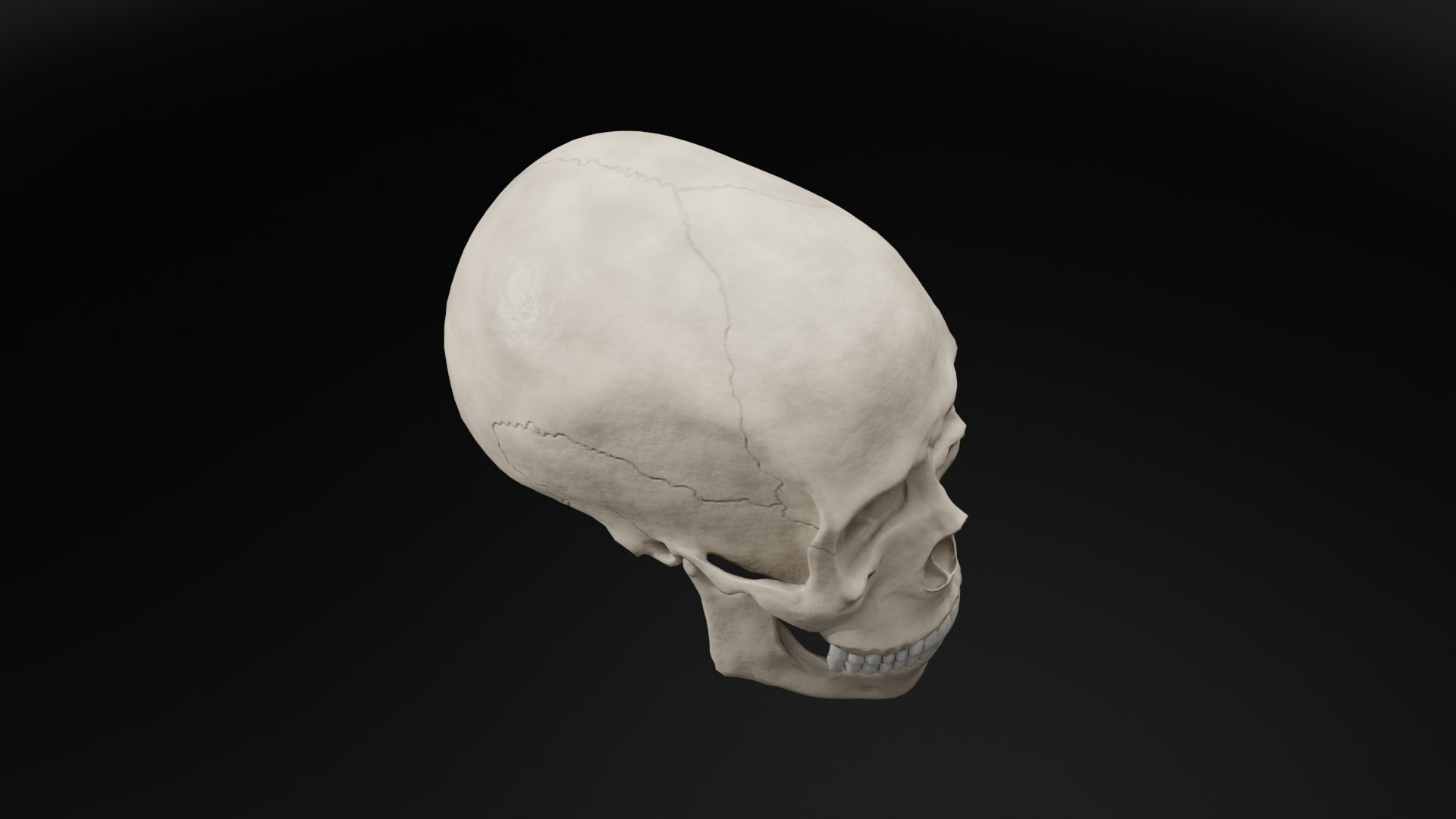 3D Low-Poly Realistic Human Skull Model - TurboSquid 2315348