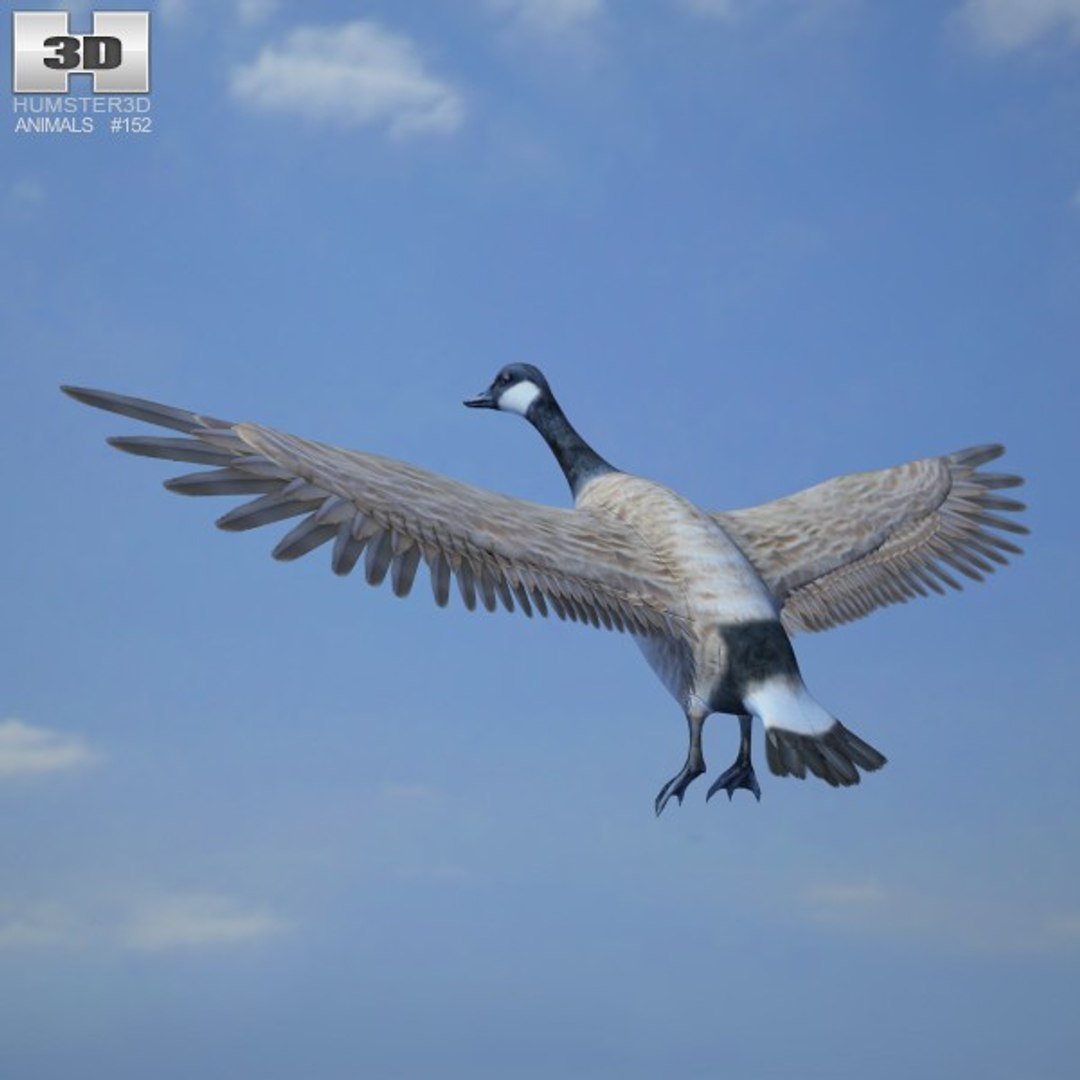 3d canada goose