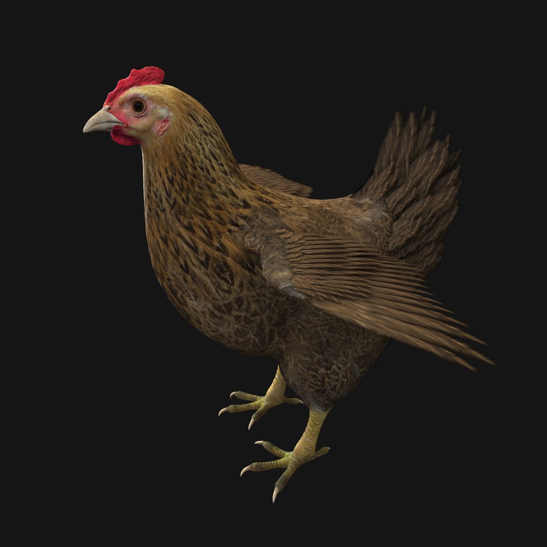 Chicken Rig Animation 3d Model