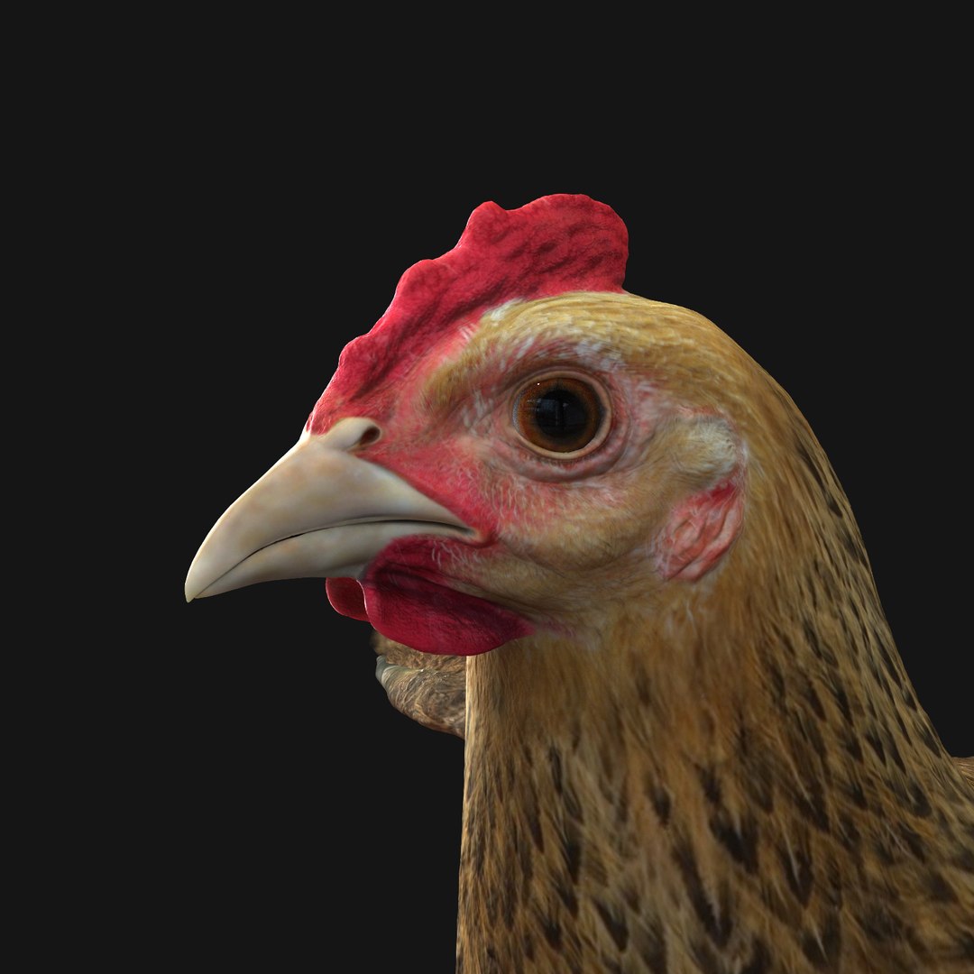 Chicken Rig Animation 3d Model
