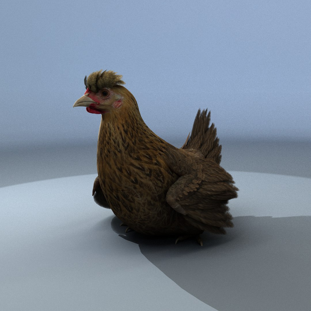 Chicken Rig Animation 3d Model