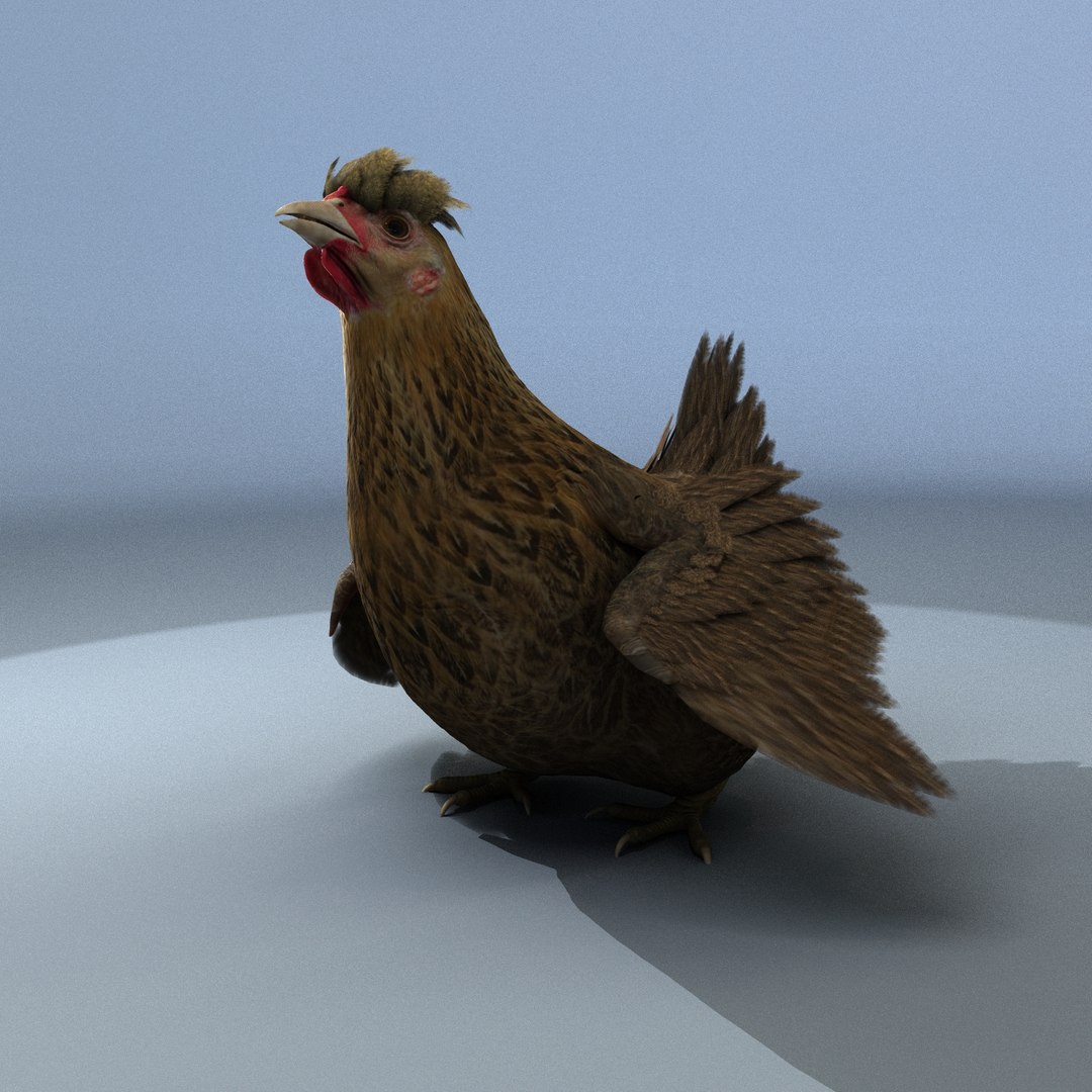 Chicken Rig Animation 3d Model