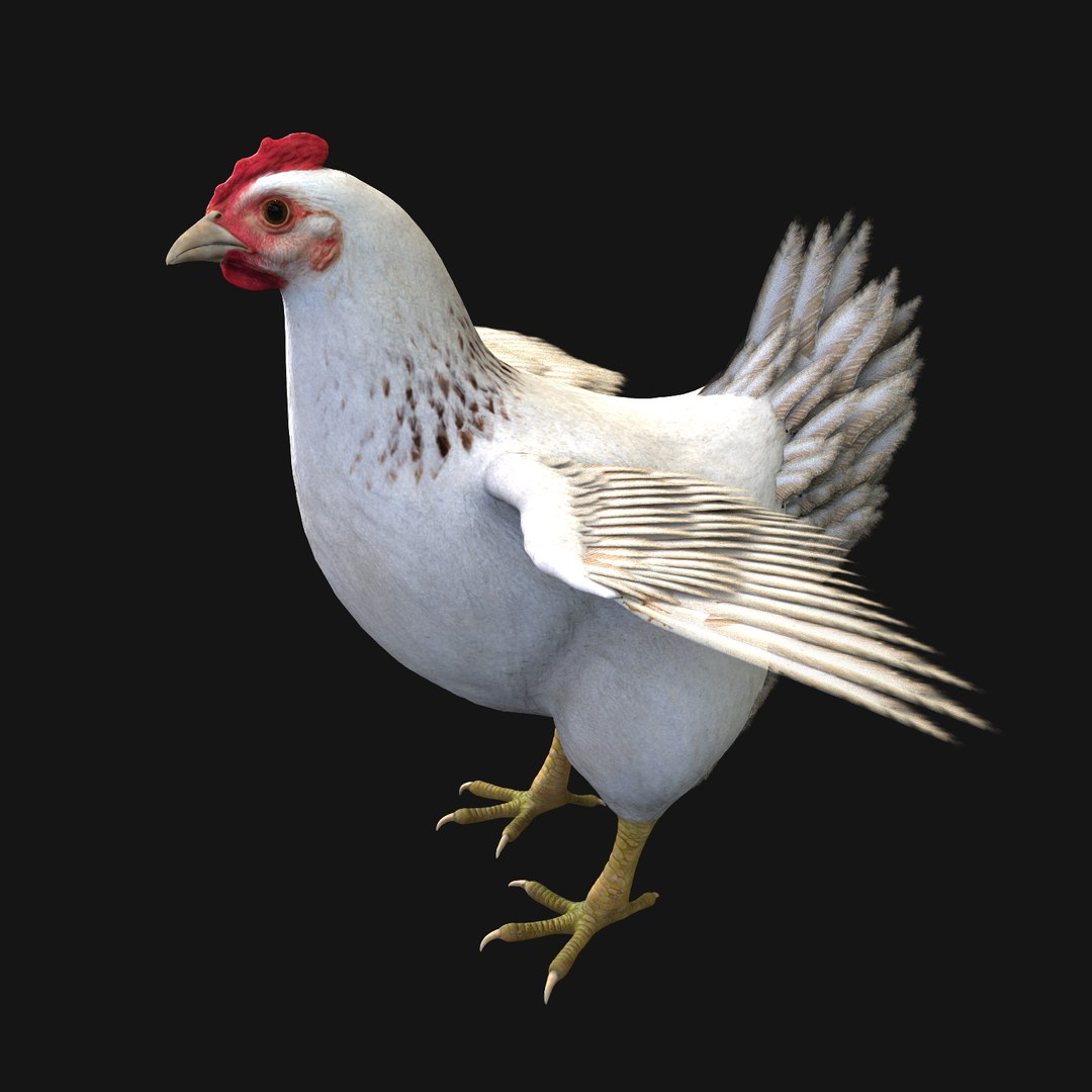 Chicken Rig Animation 3d Model