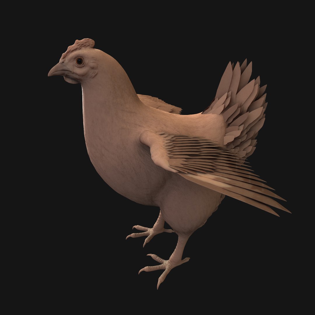 Chicken Rig Animation 3d Model