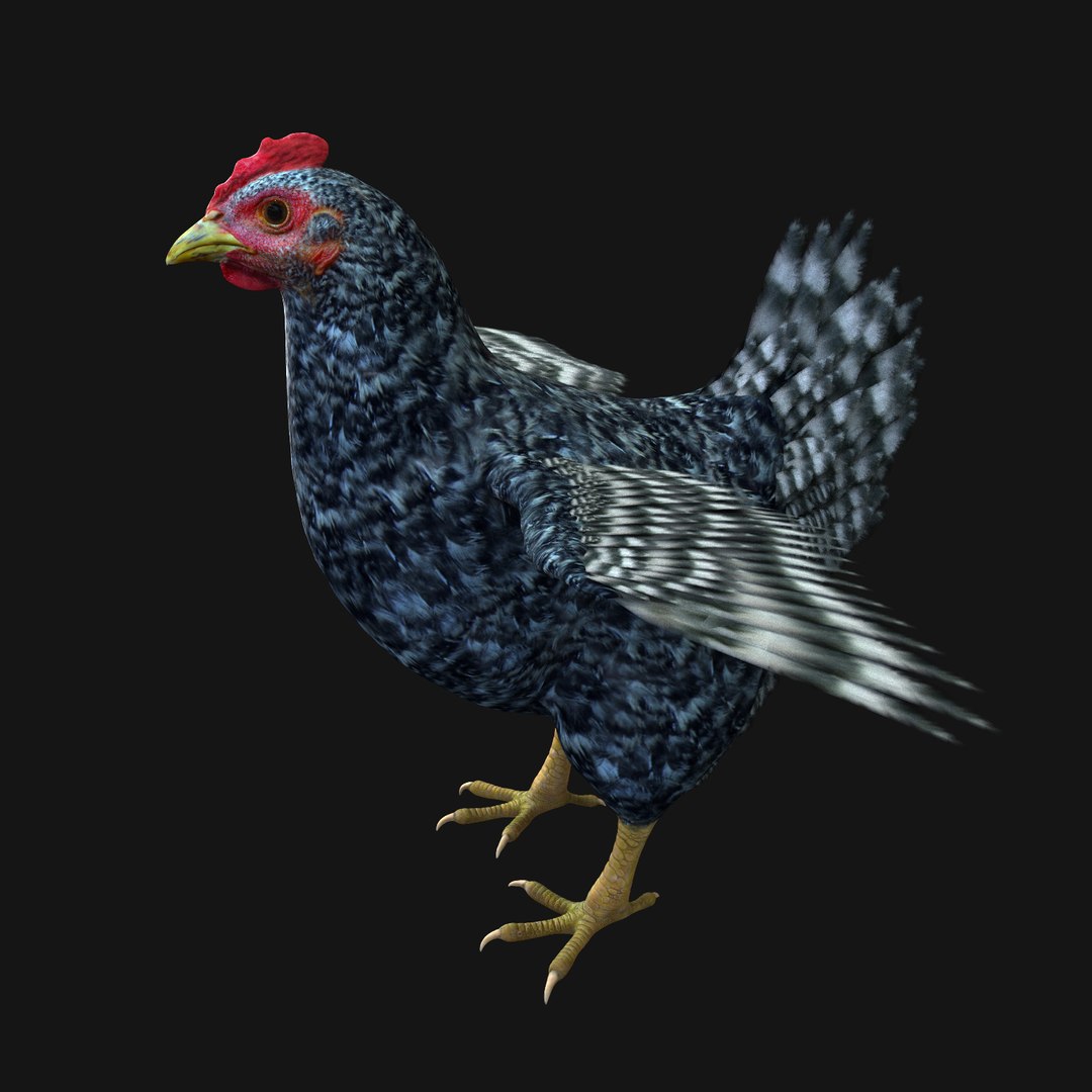 Chicken Rig Animation 3d Model