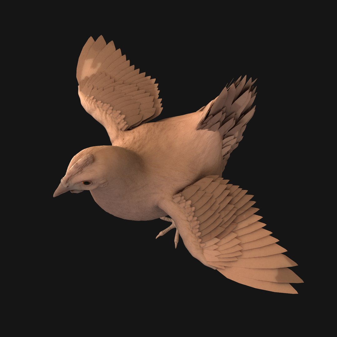 Chicken Rig Animation 3d Model