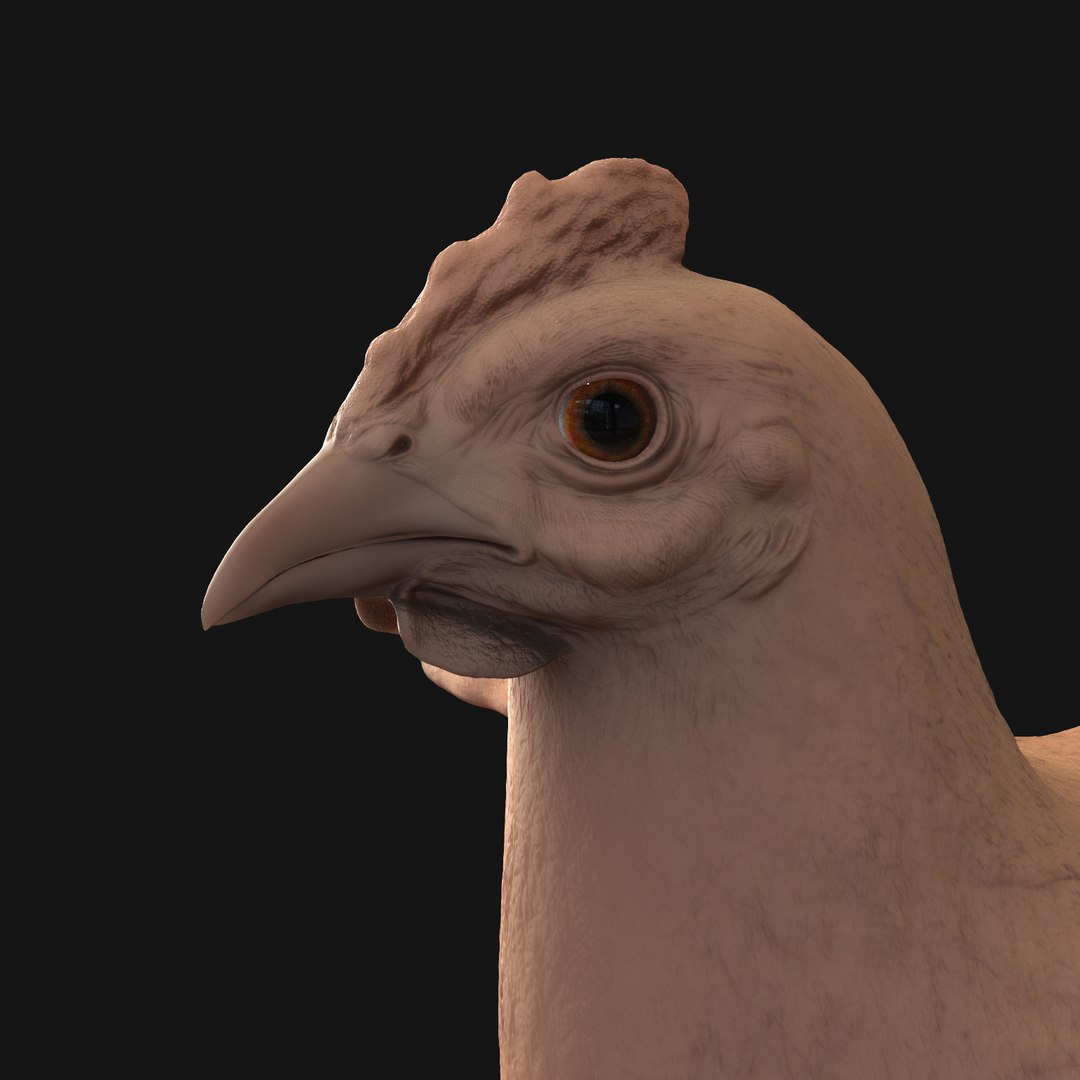 Chicken Rig Animation 3d Model