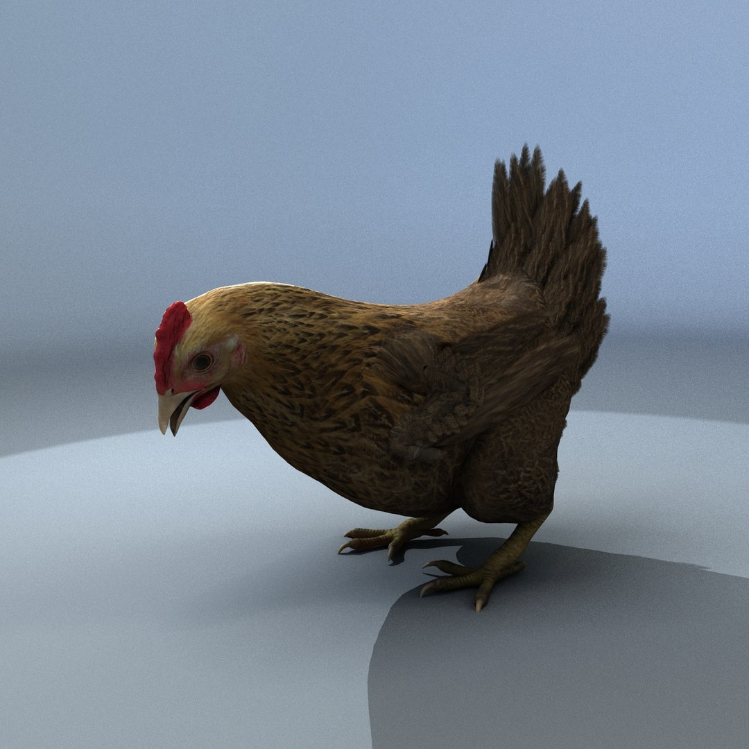 Chicken Rig Animation 3d Model