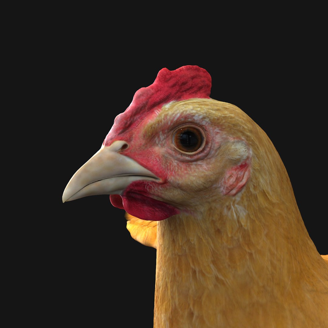 Chicken Rig Animation 3d Model